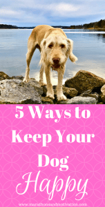 Five Great Ways to Keep Your Dog Happy - Marathons & Motivation