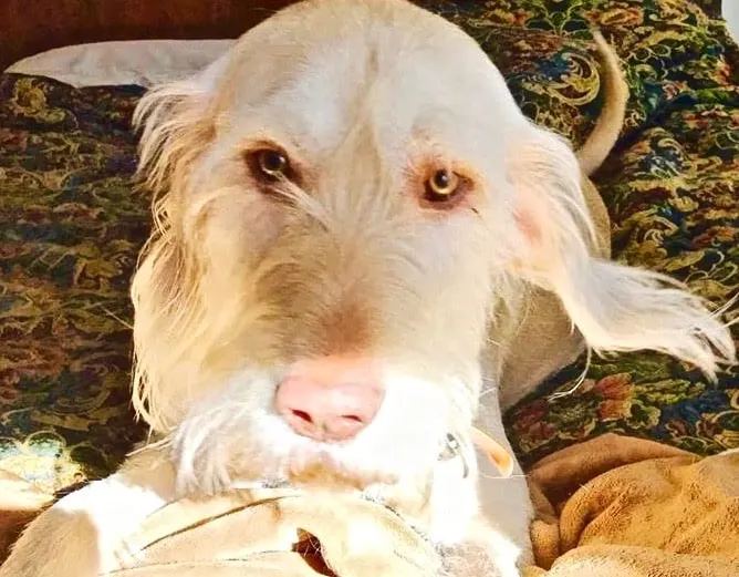 Five Tips for Running with Your Dog - Marathons & Motivation