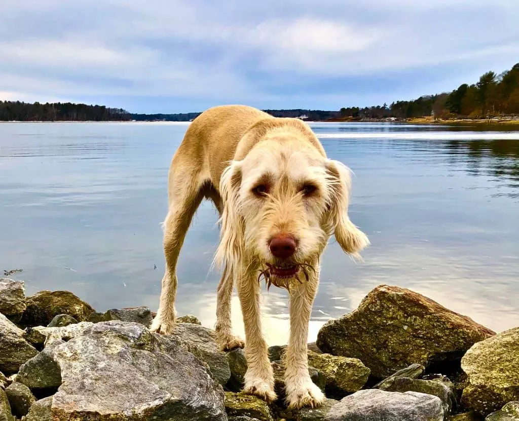 Five Tips for Running with Your Dog - Marathons & Motivation