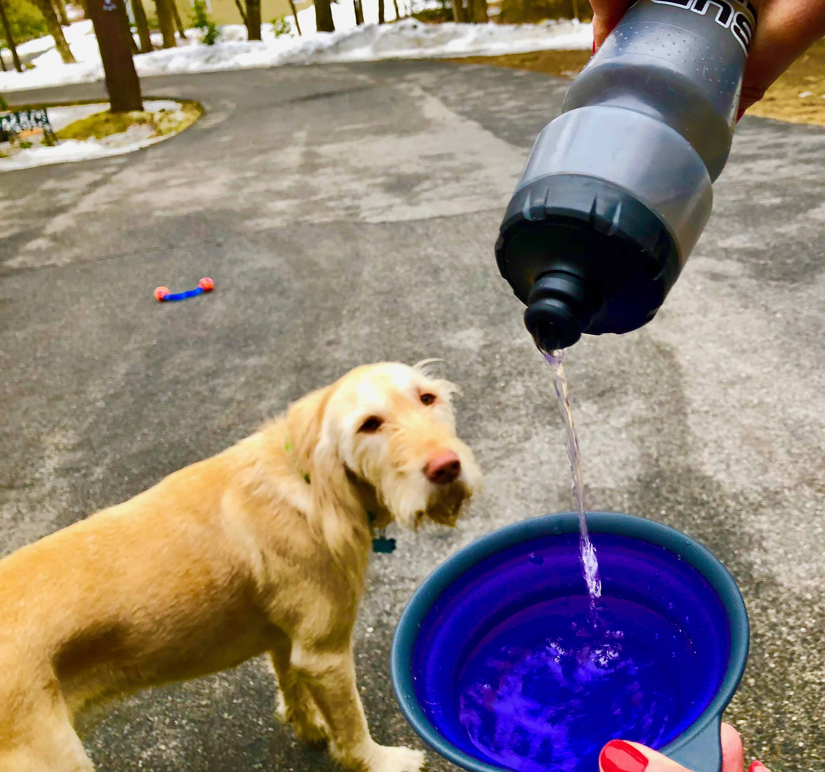 Five Tips for Running with Your Dog - Marathons & Motivation